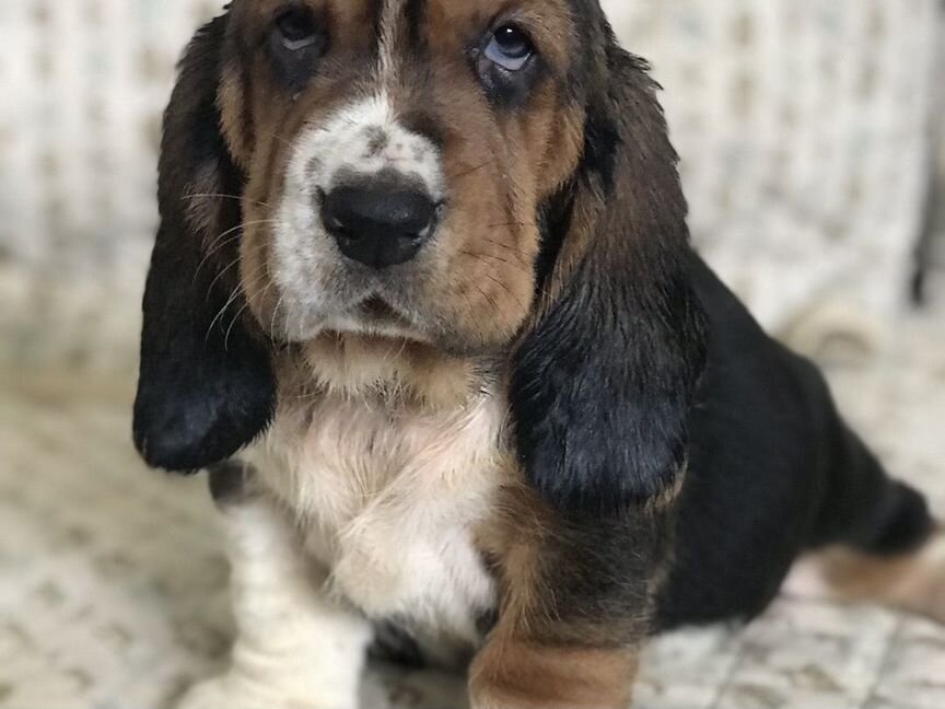 Бассет хаунд девочка