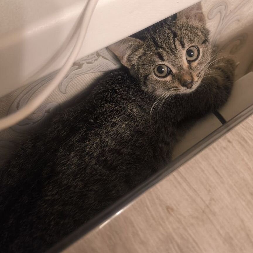 Котята в добрые руки бесплатно