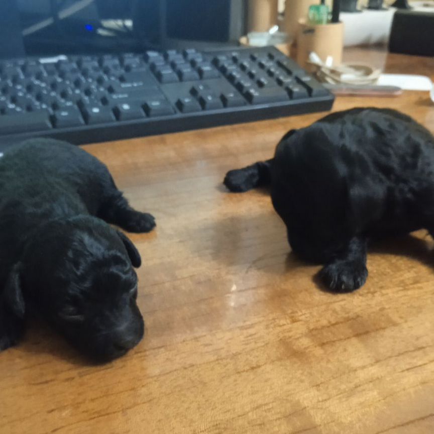 Пудель, щенок