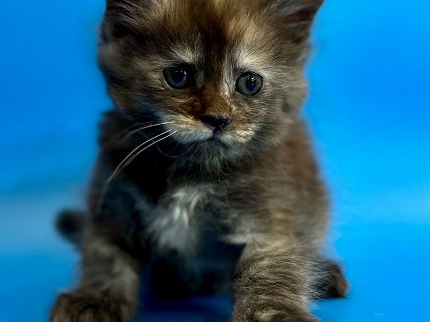 Мейн-кун котята