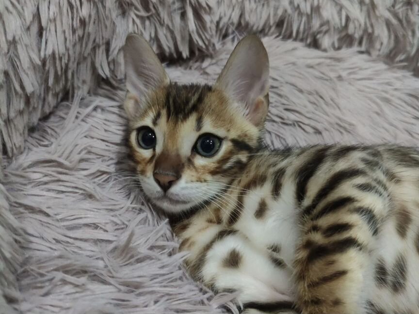 Бенгальские котята