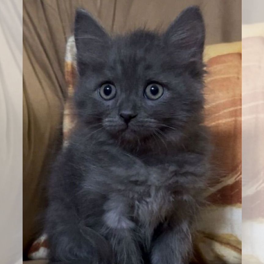 Сибирский котёнок