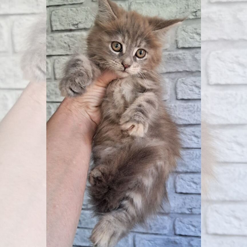 Мейн-кун котёнок
