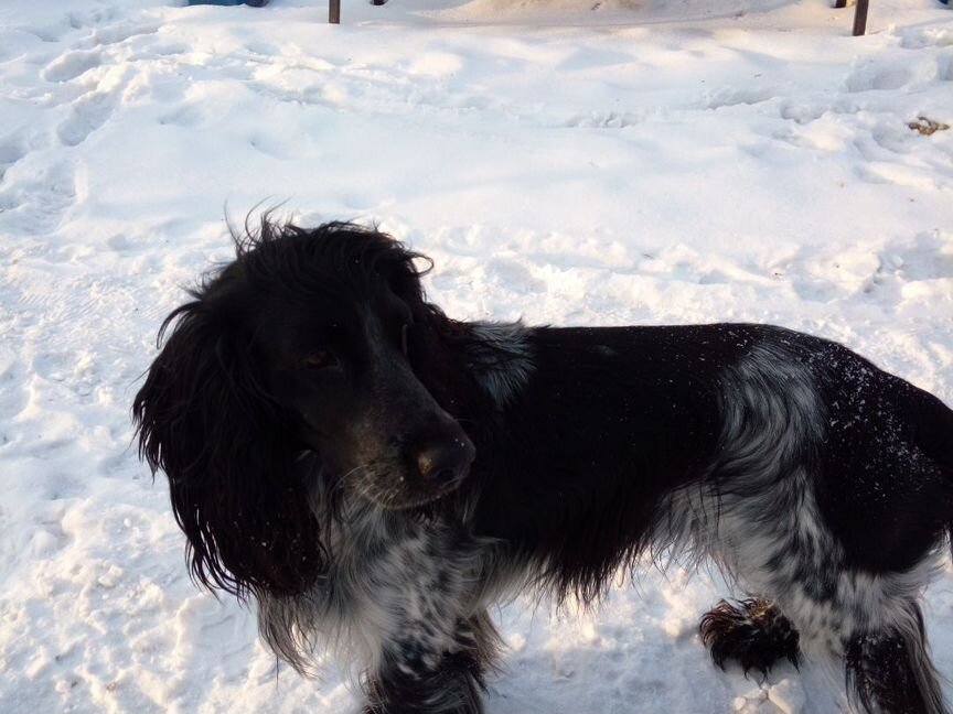 Русский спаниель