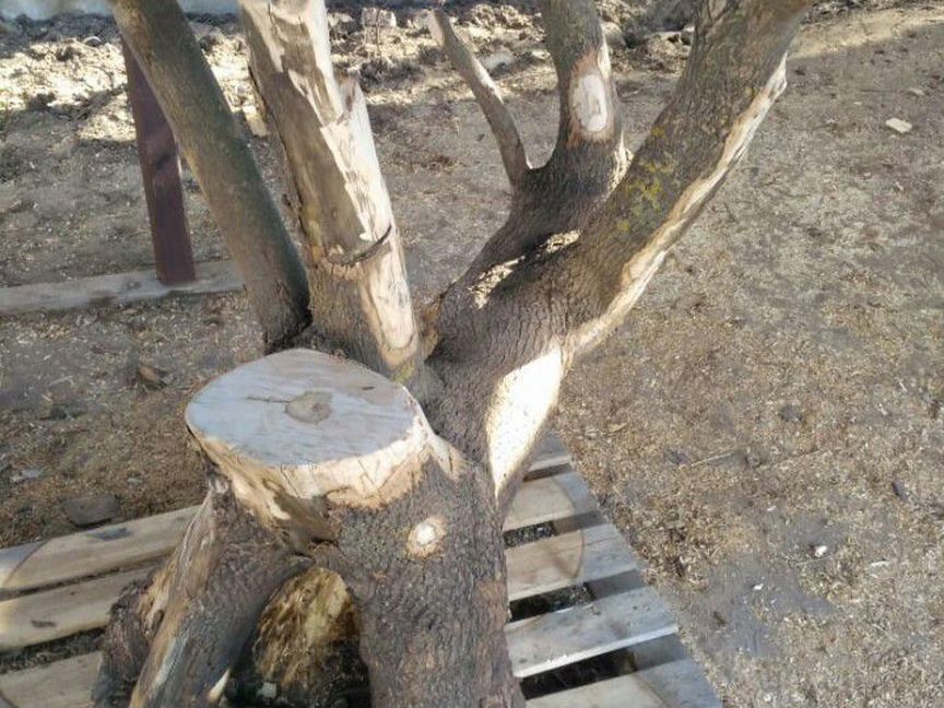 Дупло для животных