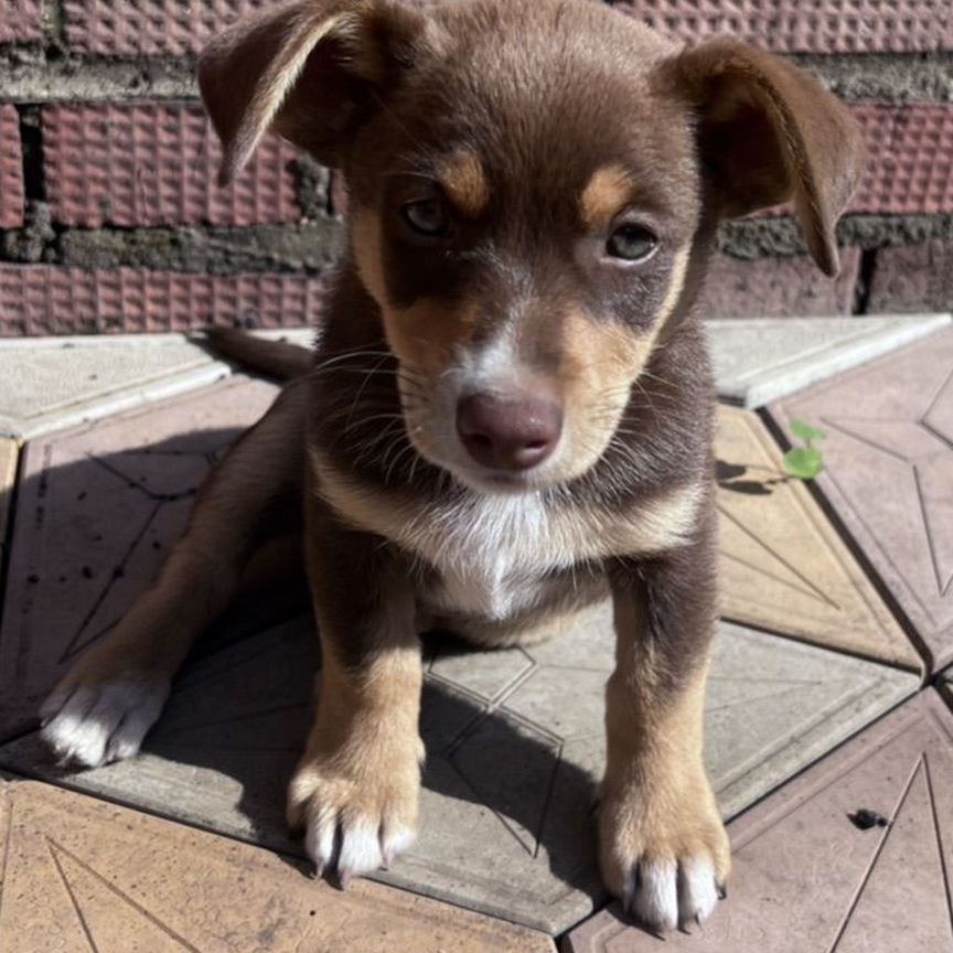 Щенки маленьких пород в добрые руки