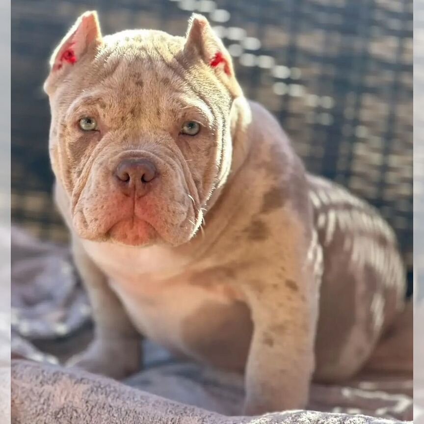 Американский булли, щенок