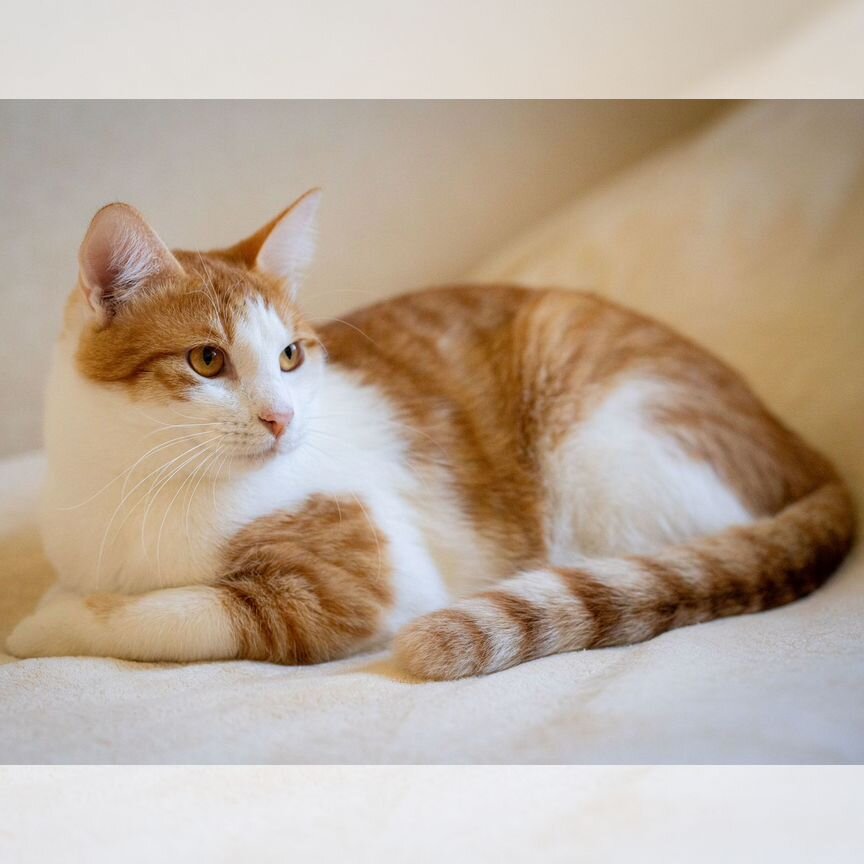 Рыженький котик в добрые руки
