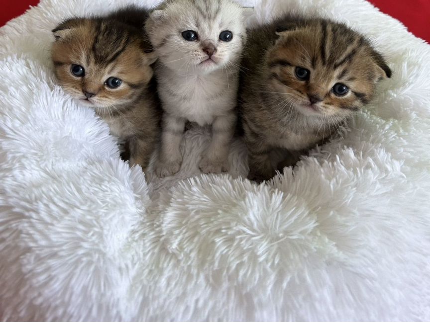 Шотландские вислоухие котята