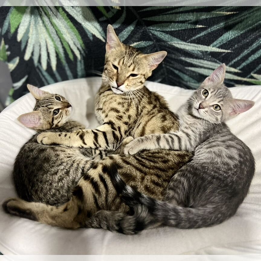 Кошки