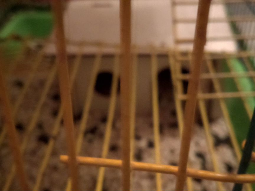 Дом для мелких крыс