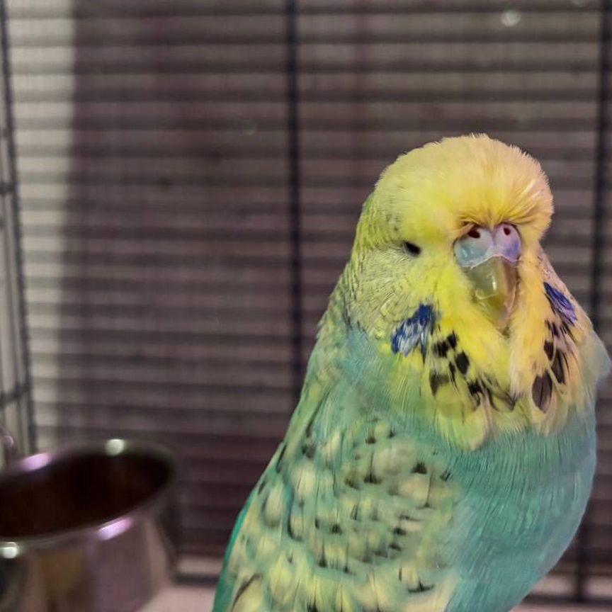 Попугай Чех