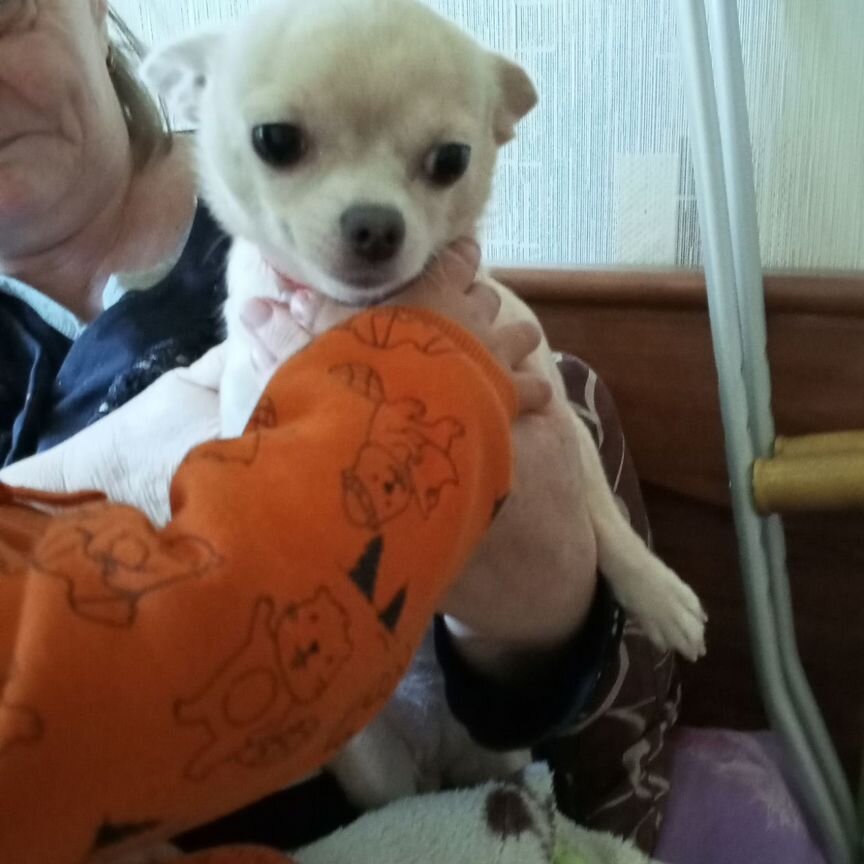 Продаётся чихуахуа