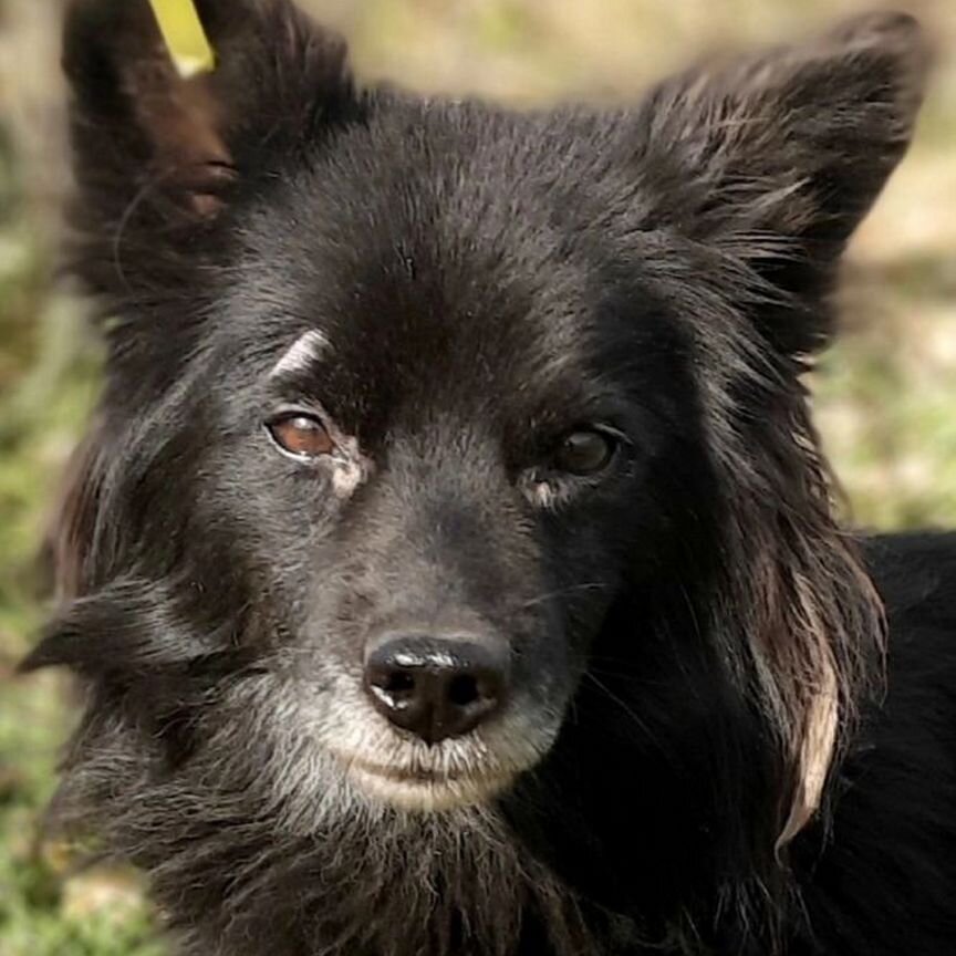 Собачка ищет дом