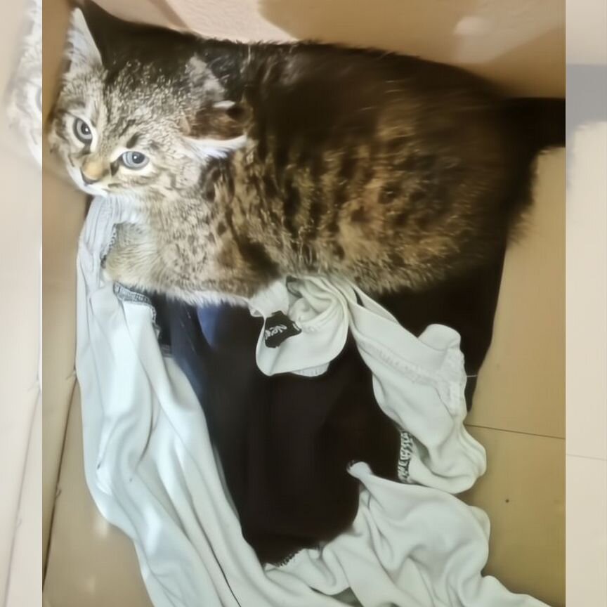 Котёнок в добрые руки