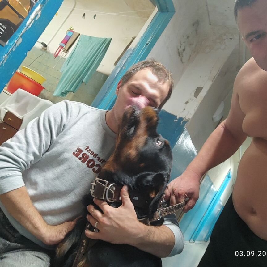 Отдам в хорошие руки собаку