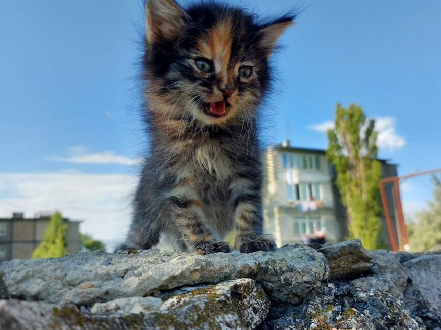 Котенок в добрые руки