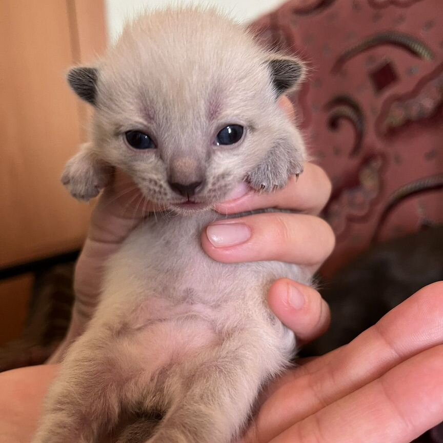 Маленькие котята в добрые руки