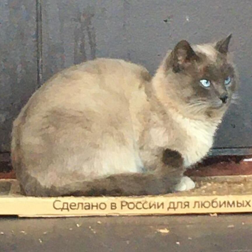 Молодой тайский (сиамский) котик в добрые руки