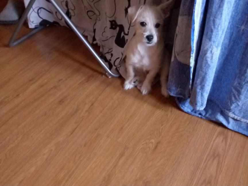 Джек Рассел