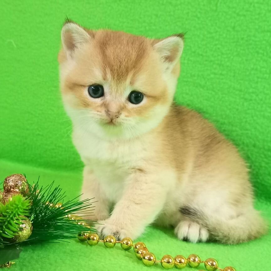 Британский короткошёрстный котёнок
