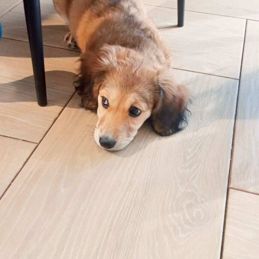 Отдам в добрые руки