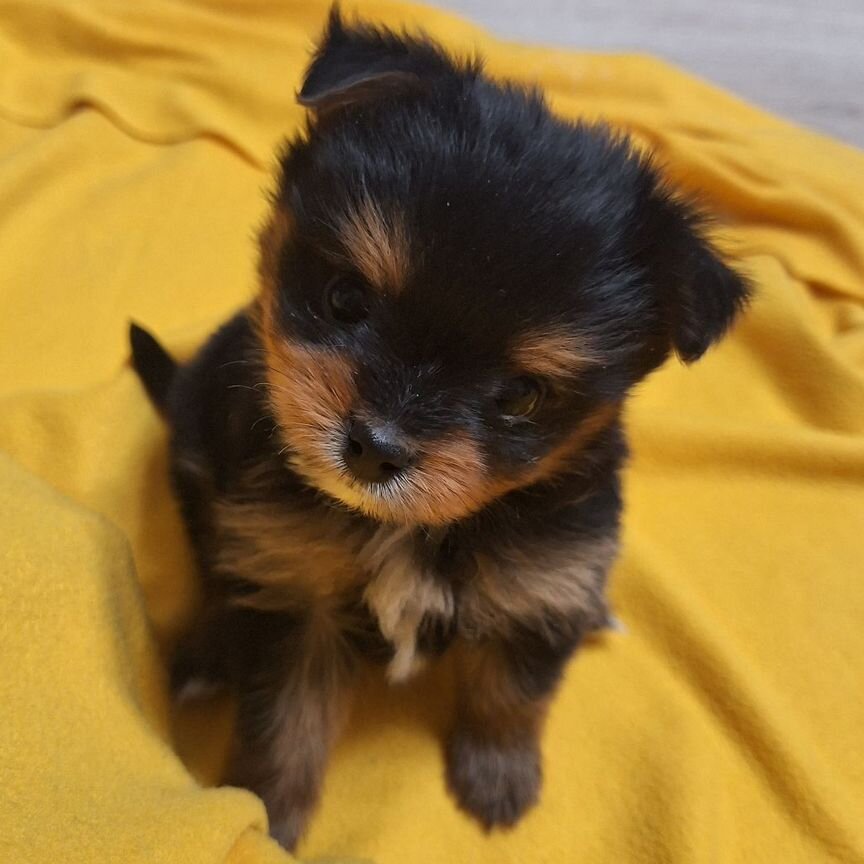 Йоркширский терьер, щенок