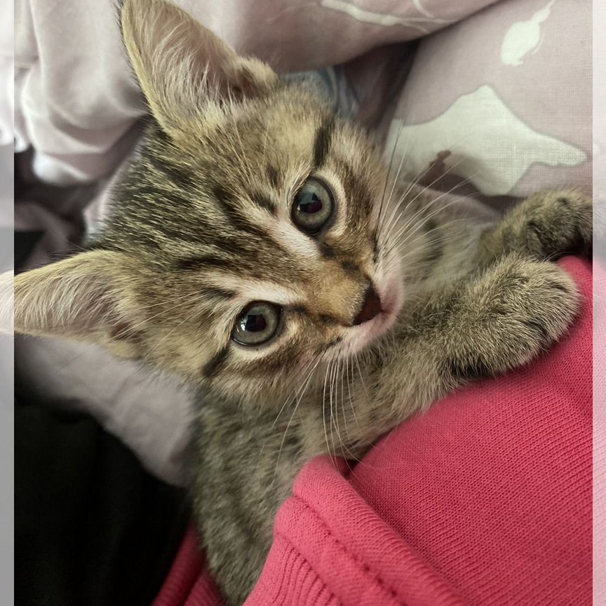 Котята в добрые руки бесплатно