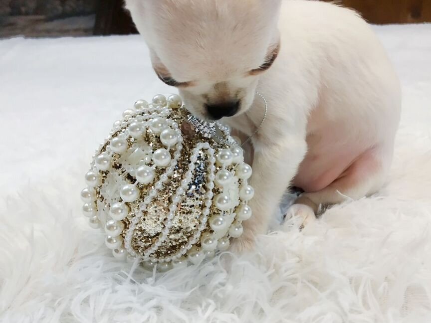 Чихуахуа.Ляля маленький ангел