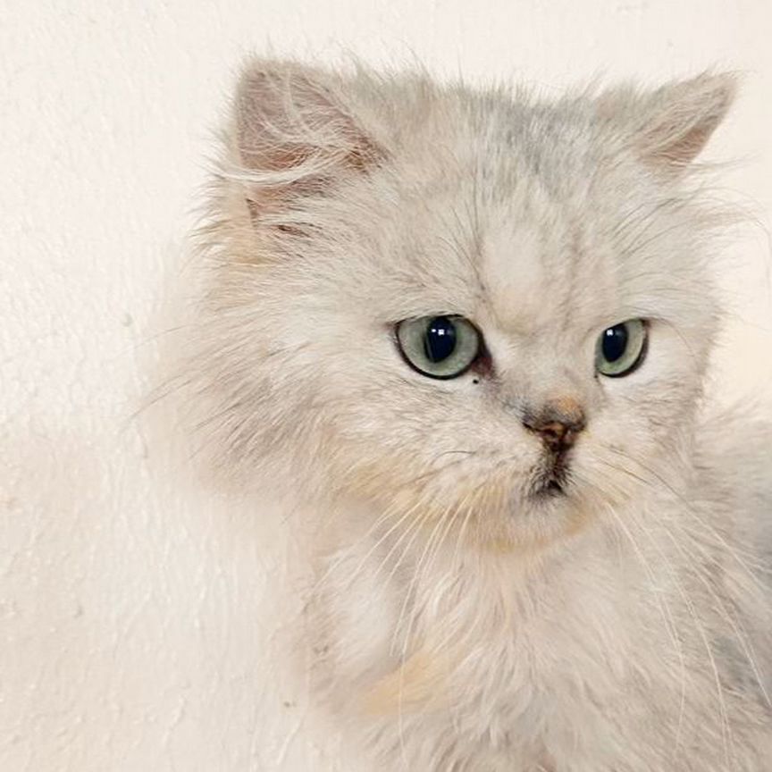 Породистый котик Мартик ищет дом