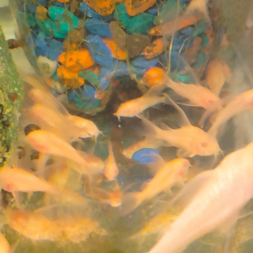 Аквариумные рыбки