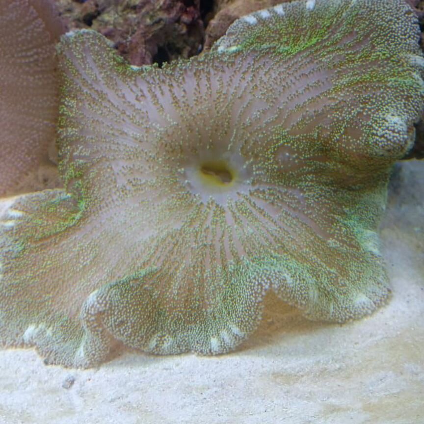 Актинии ковровые