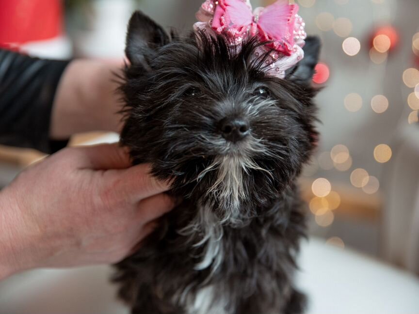 Детки черный йорк Бивер щенки