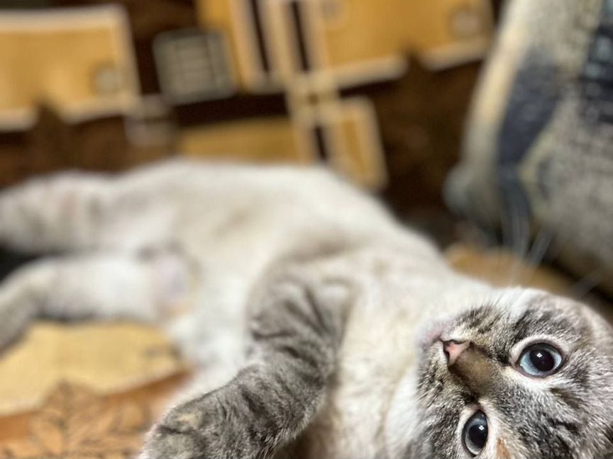Кошка невская маскарадная