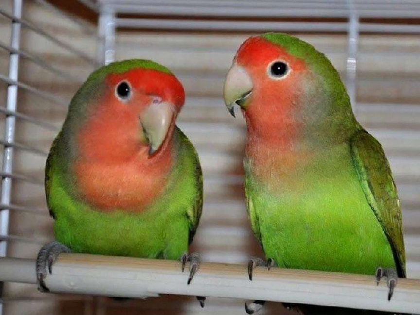 Попугай неразлучники с клеткой