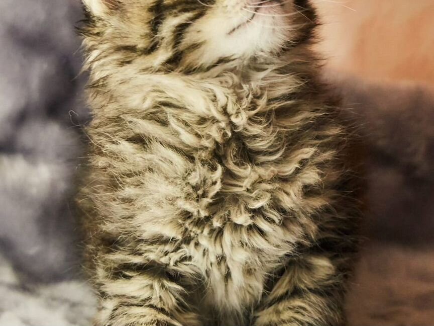 Котенок мальчик самый лучший ищет семью