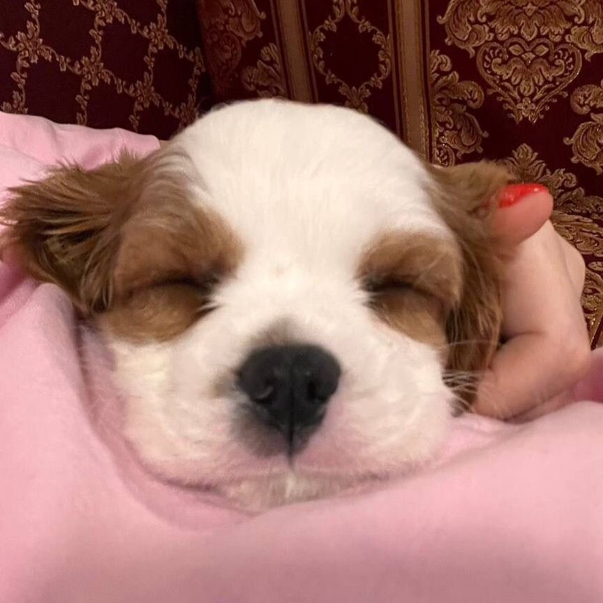 Кавалер кинг-чарльз-спаниель, щенок