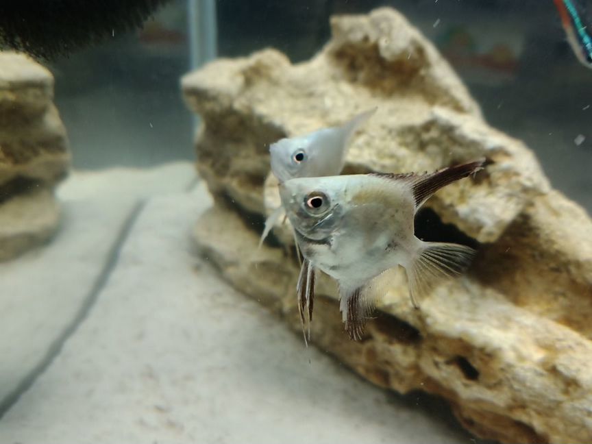 Продам три рыбки