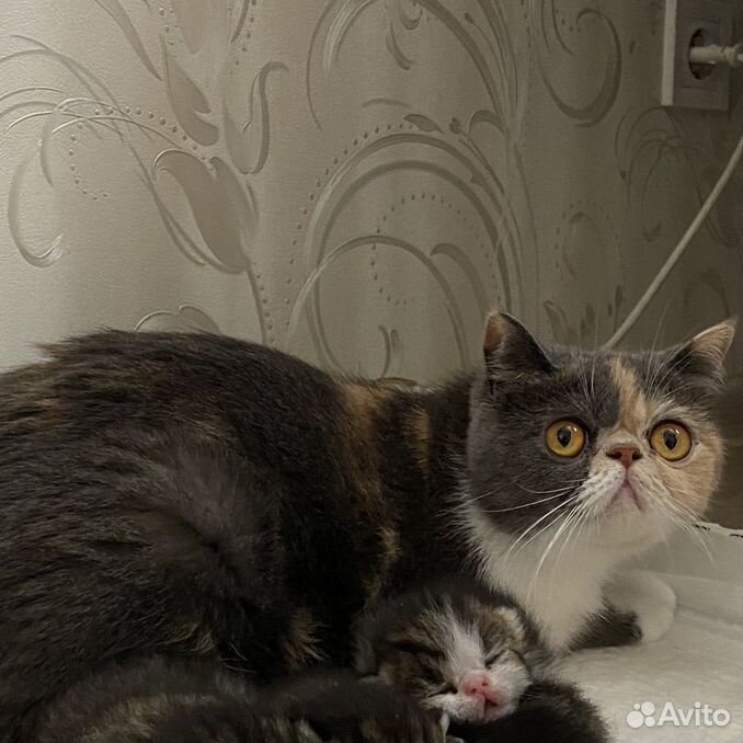 Котенок экзот