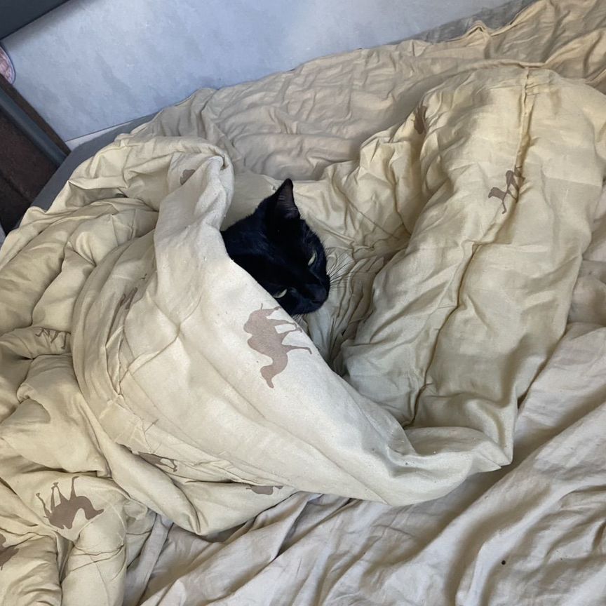 Взрослая кошка в добрые руки