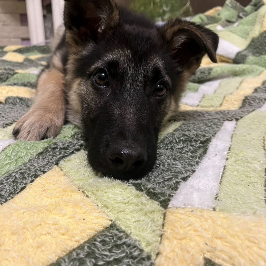 Собака в добрые руки