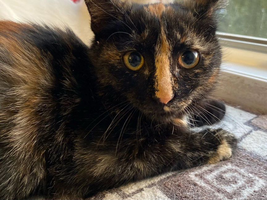 Кошка в добрые руки