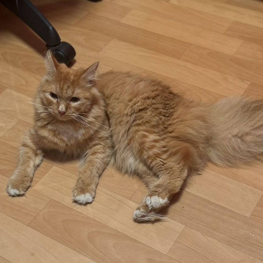 Отдам кота в добрые руки