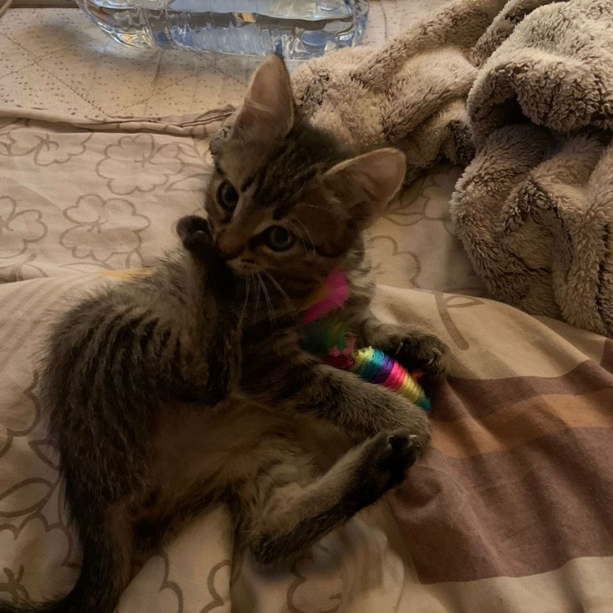 Котенок в добрые руки