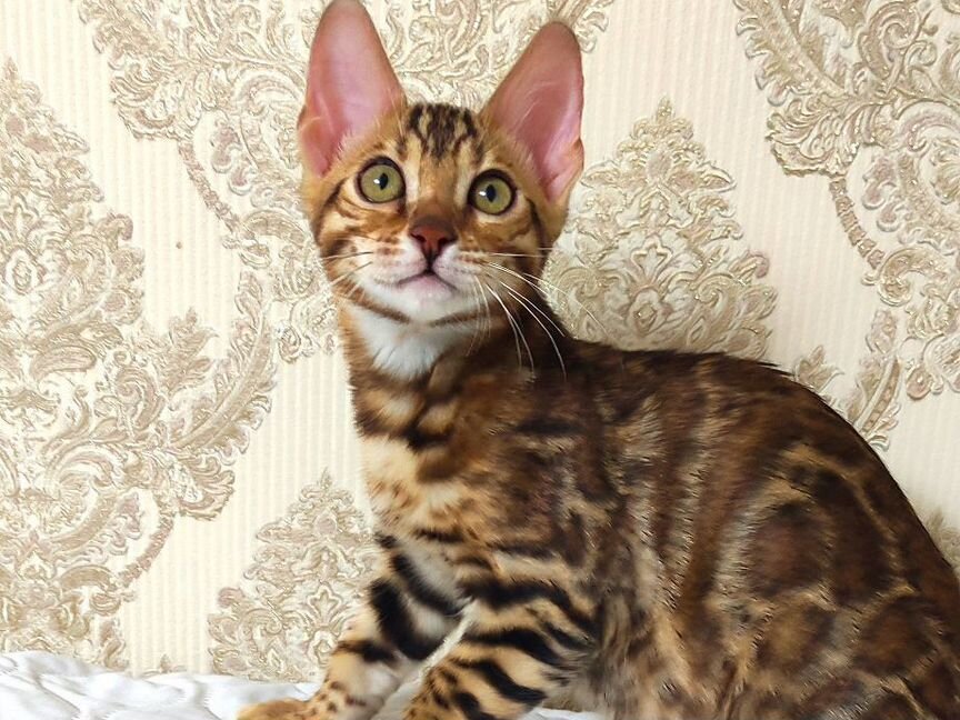 Бенгальская кошка