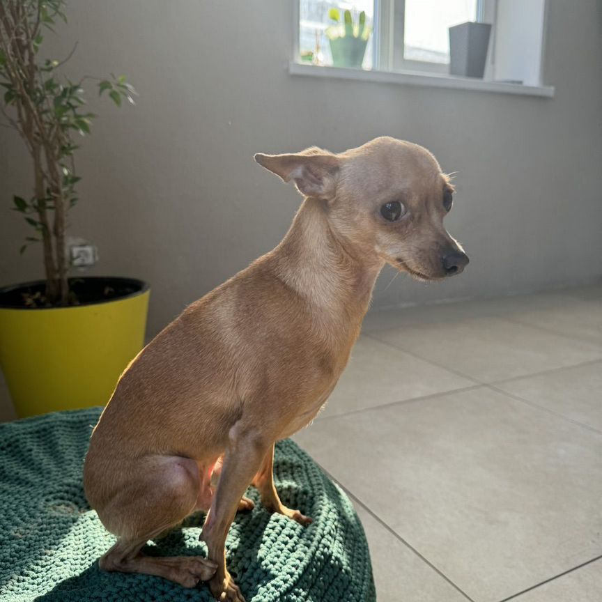 Мини той-терьер мальчик