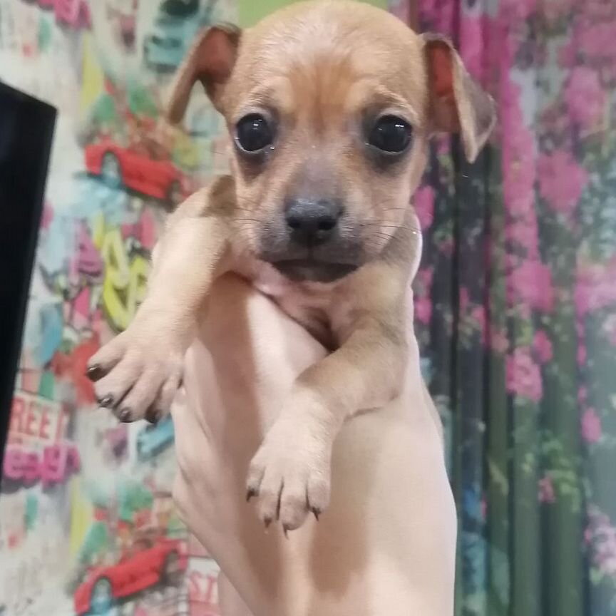 Русский той-терьер, щенок