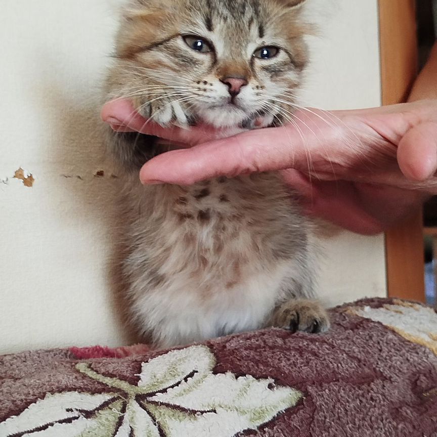Солнечные котята