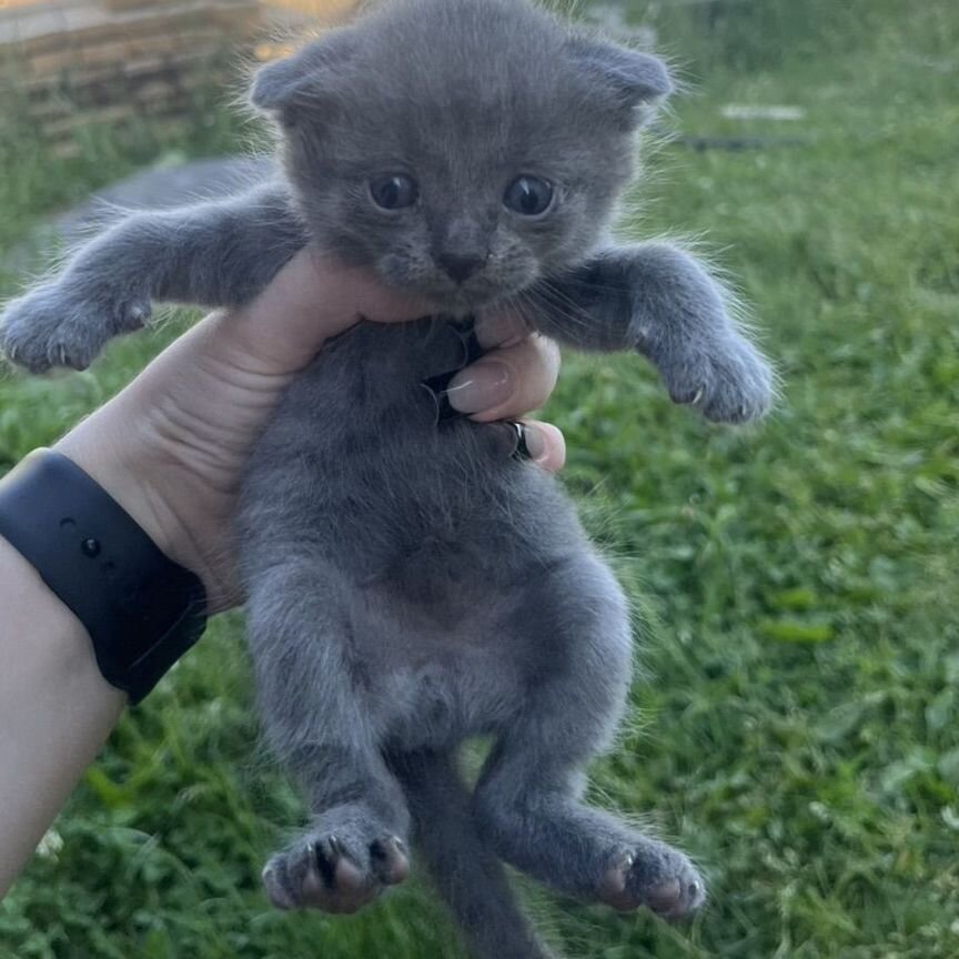 Шотландский вислоухий короткошёрстный котёнок