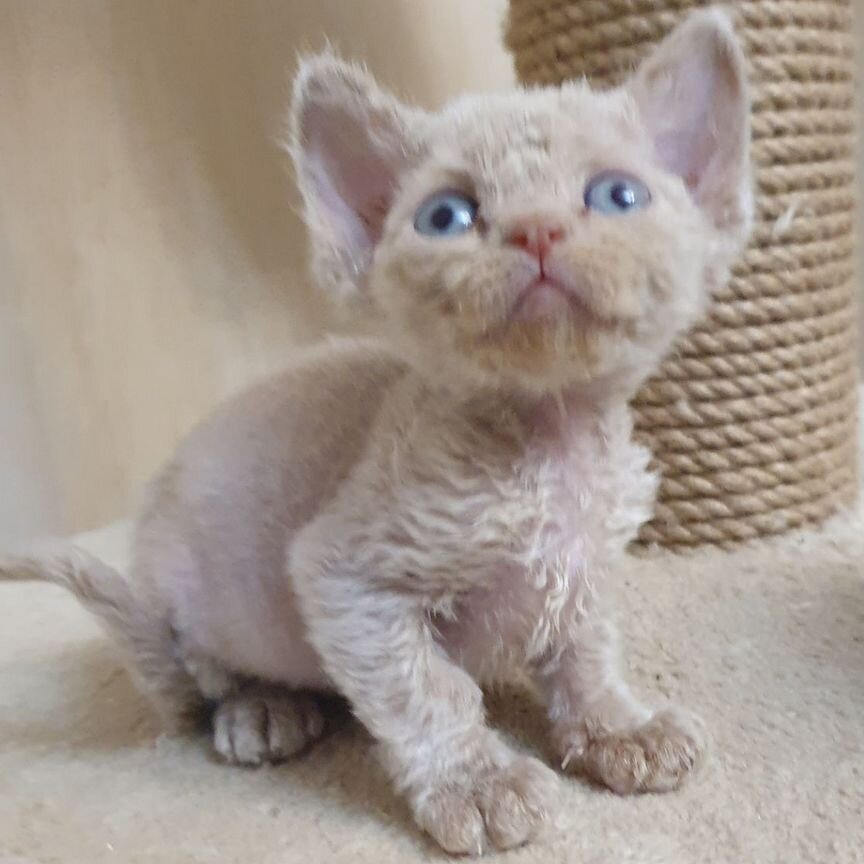 Девон-рекс котёнок